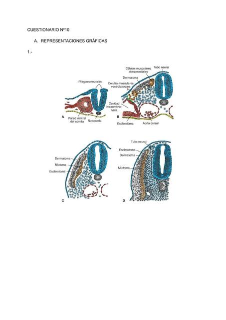 Cuestionario N°10 | Anonymus | uDocz