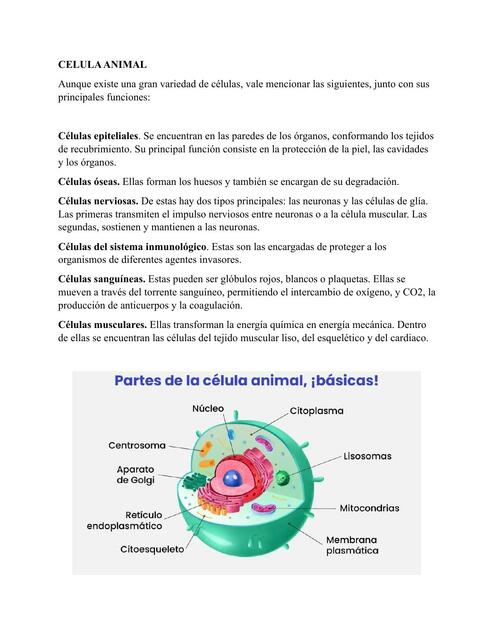 Célula Animal | Gianni | uDocz