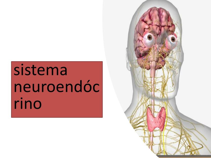 Sistema Neuroendocrino | maybeth cervantes nafate | uDocz