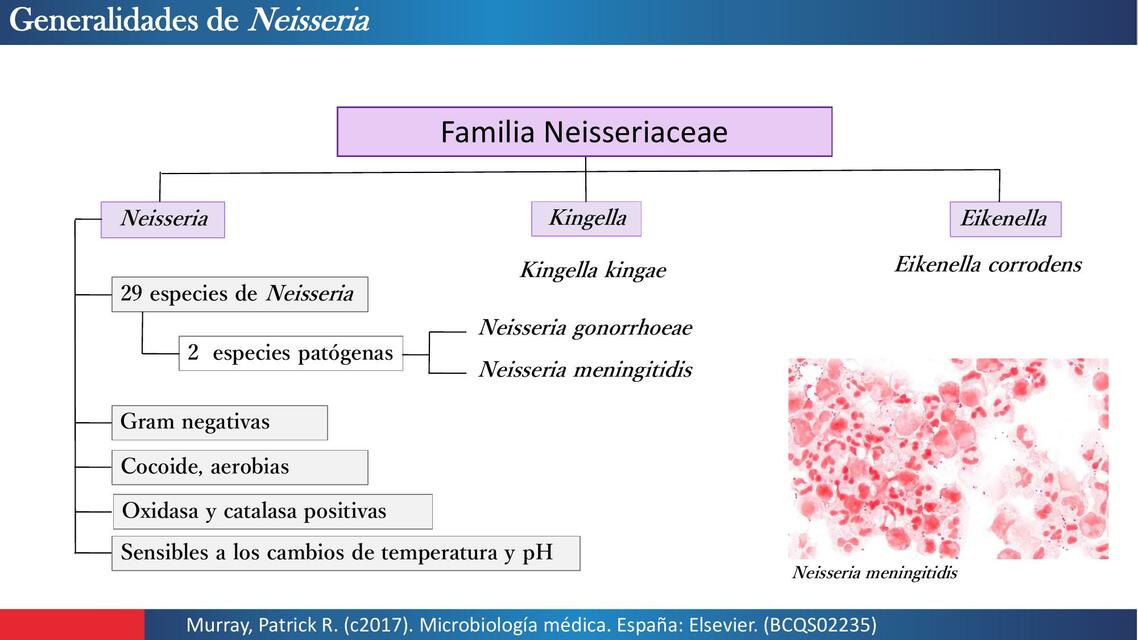 Neisseria | Nathaly Lojano | uDocz