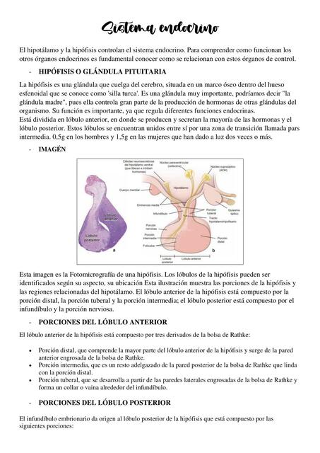 Sistema endocrino | G:) | uDocz