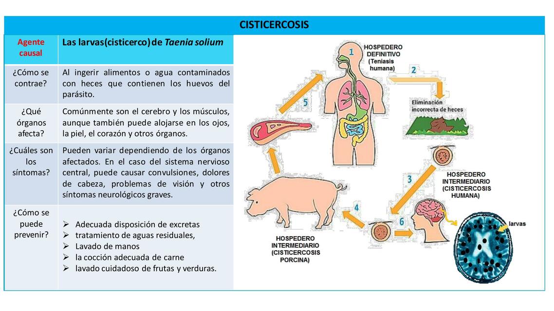 CISTICERCOSIS | Full ciencia | uDocz