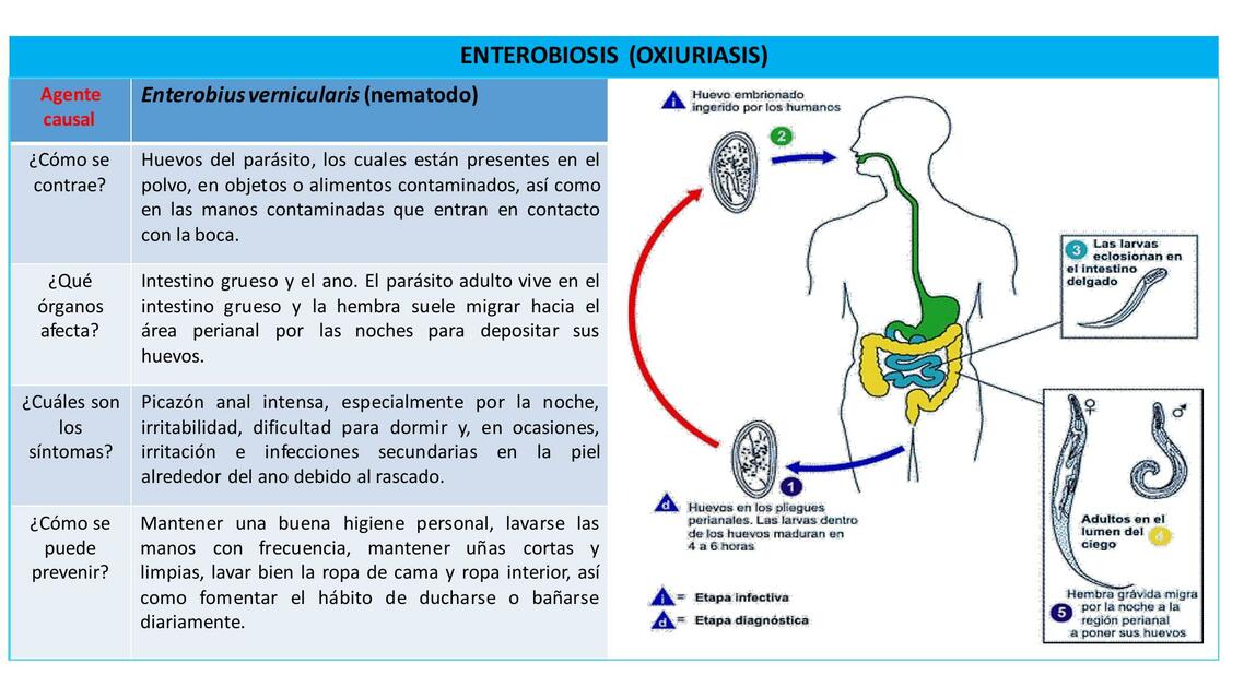 ENTEROBIOSIS OXIURIASIS | Full ciencia | uDocz