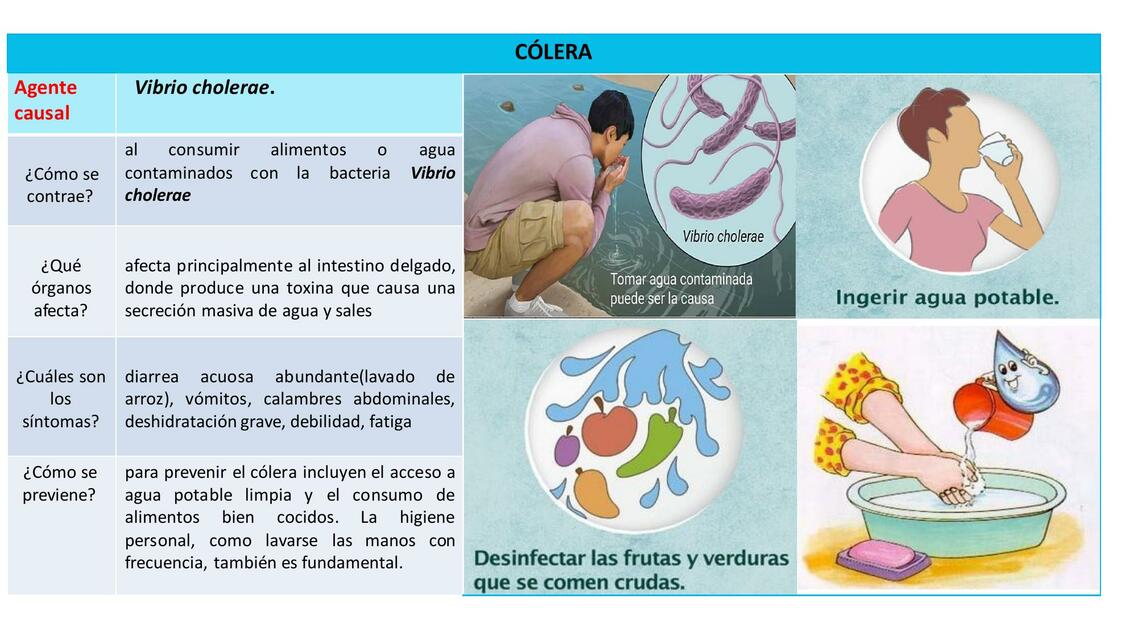 CÓLERA | Full ciencia | uDocz
