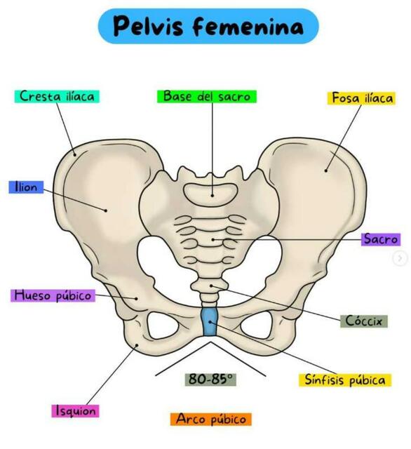 Anatomía ósea Femenina