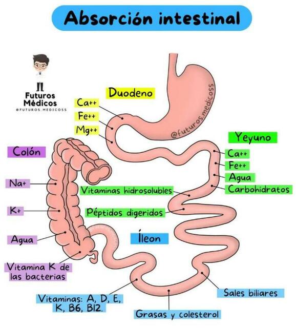 Absorción intestinal | YUDOC.ORG | uDocz