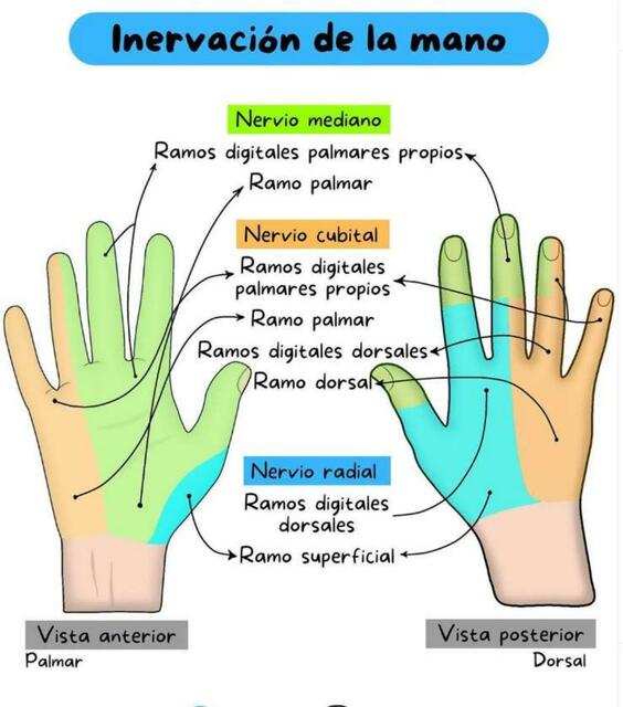 Inervación de la mano | YUDOC.ORG | uDocz