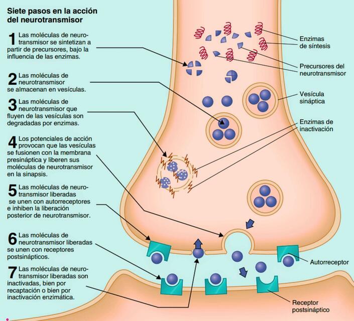 Los Siete Pasos de la Acción del Neurotransmisor | YUDOC.ORG | uDocz