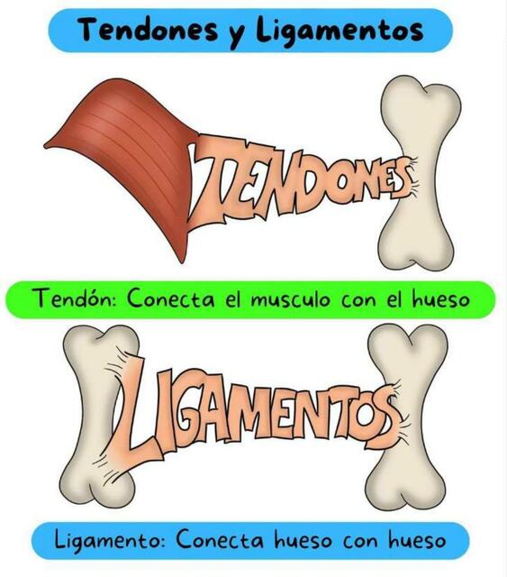Tendones y ligamentos | YUDOC.ORG | uDocz