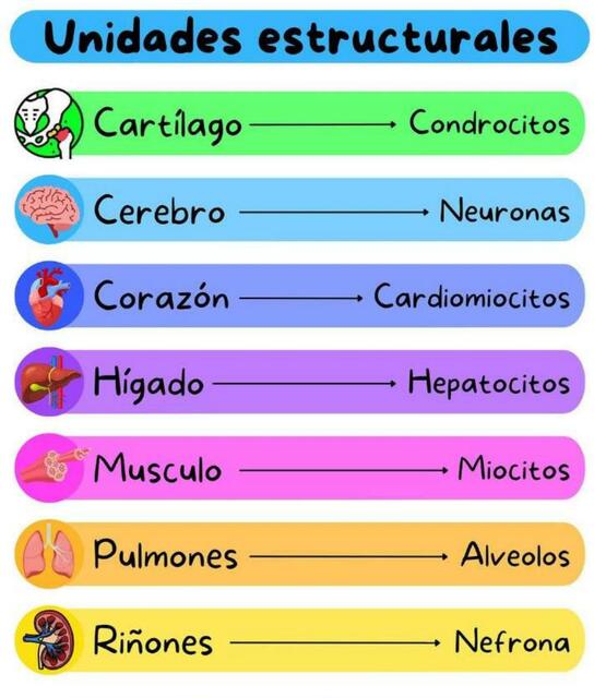 Unidades funcionales y estructúrales | YUDOC.ORG | uDocz