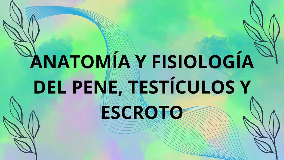 Anatomía y Fisiología del Pene, Testículos y Escroto | Jacque Cruz | uDocz