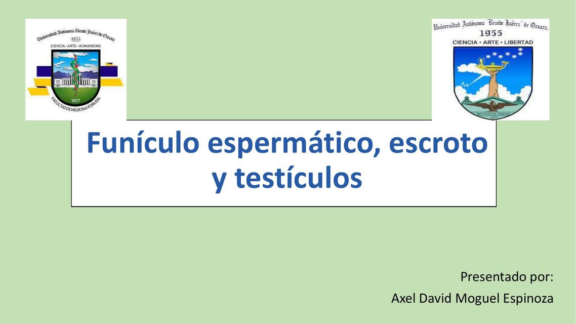 Funículo Espermático, Escroto y Testículos | Axel Espinoza | uDocz