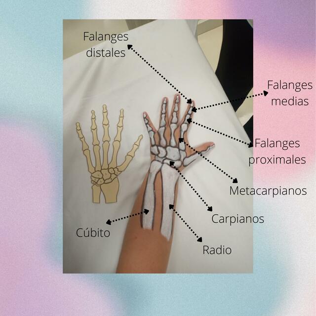 Falanges Distales | Isolda | uDocz