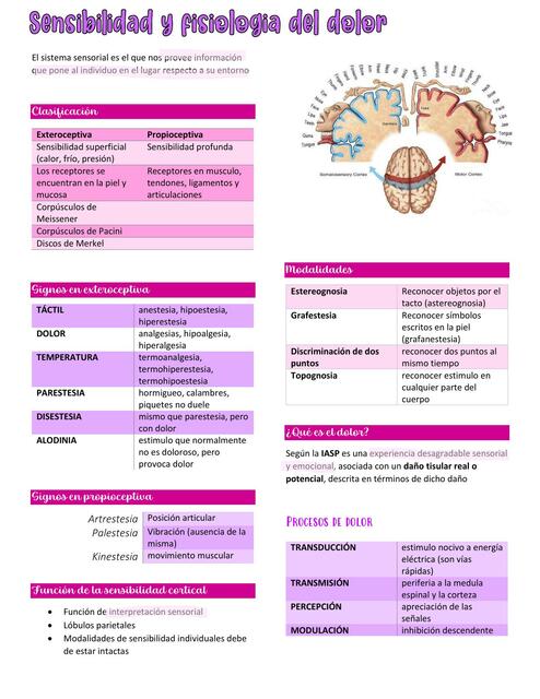 Sensibilidad y fisiología del dolor | Medi_Hami | uDocz