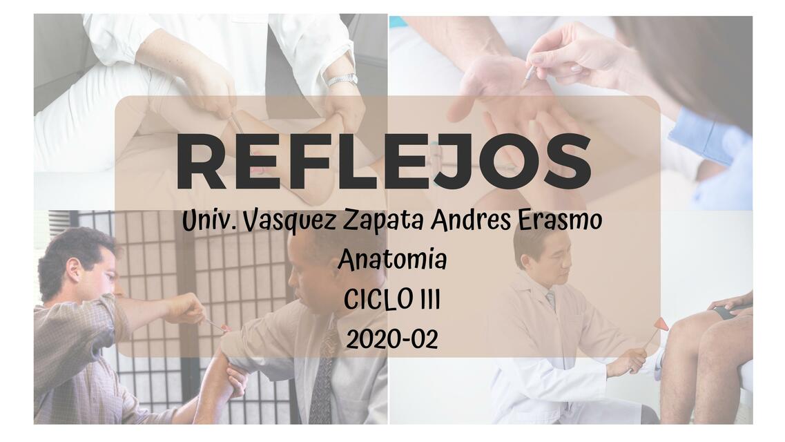 Reflejos anatomía | Andrese Vz | uDocz