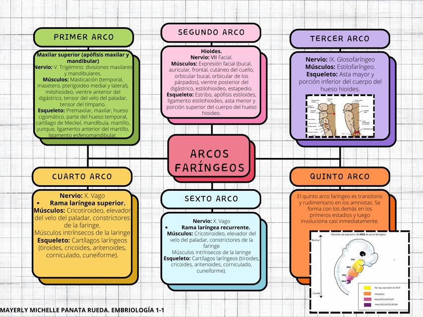 Arco hendiduras y bolsas faríngeas | Junia Mayo | uDocz