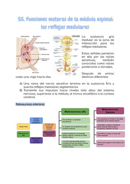 Funciones Motoras de la Médula Espinal: Los Reflejos Medulares | Elaine Rosas | uDocz