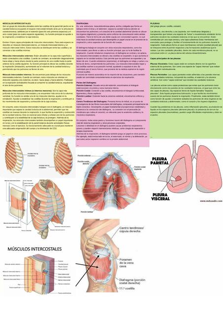 Músculos Intercostales, Diafragma y Pleura | Caren | uDocz