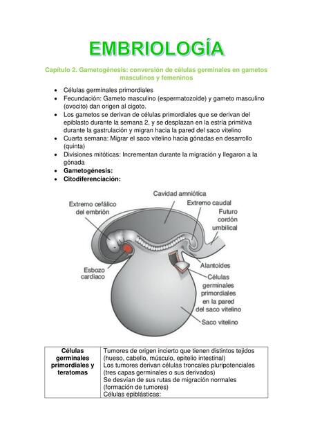 Embriología | Fran Morales | uDocz