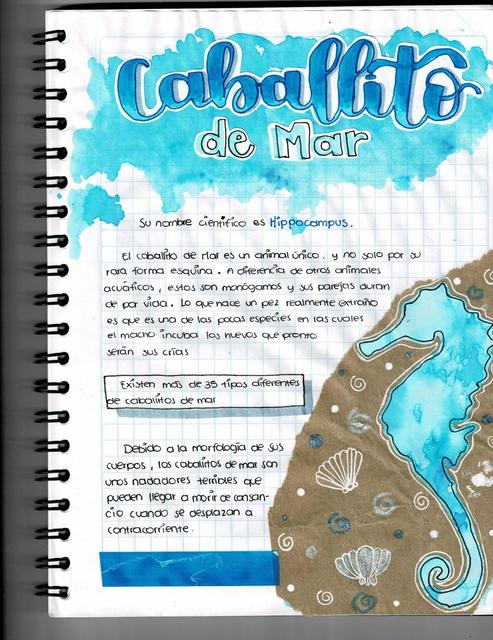 Caballito de mar | Andrea Varela | uDocz