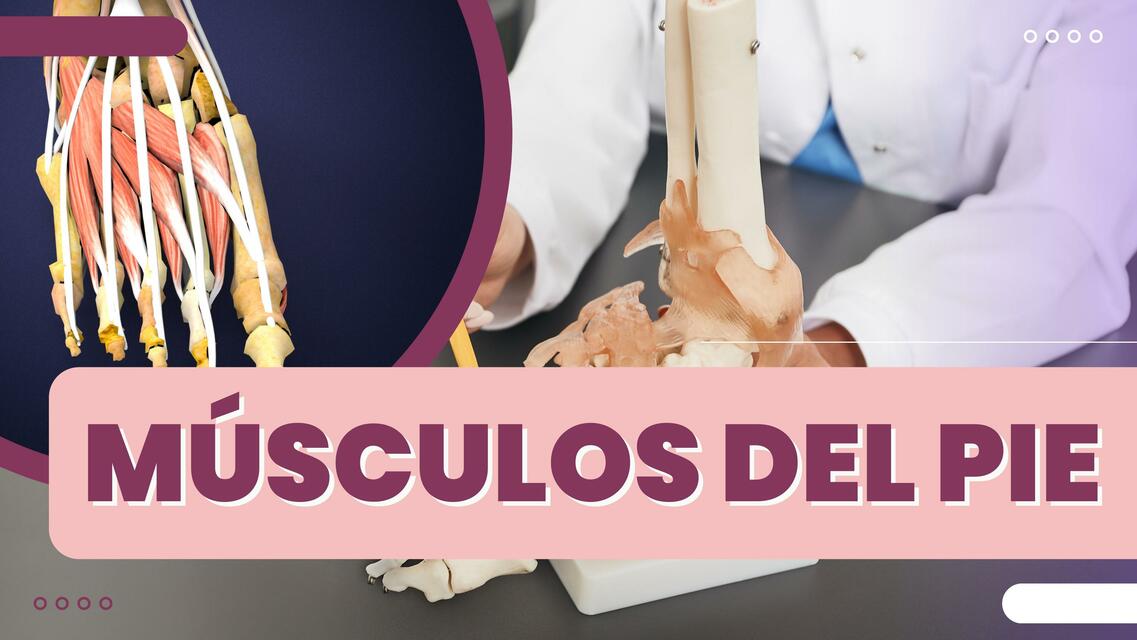 Musculos del pie | Notas Clínicas | uDocz