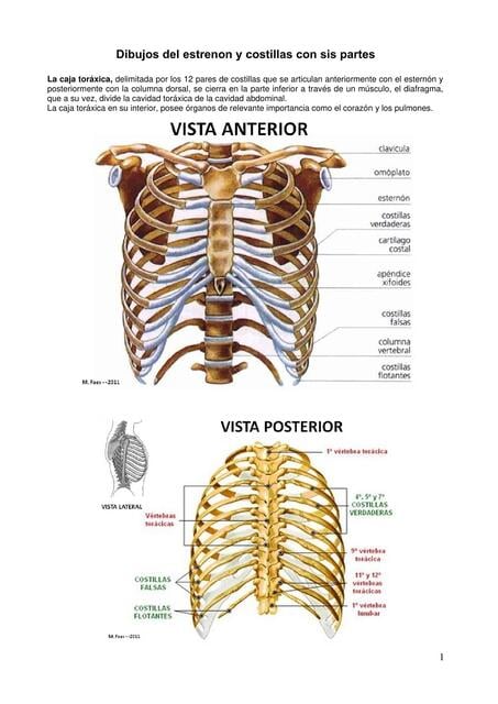 Anatomía De La Costilla
