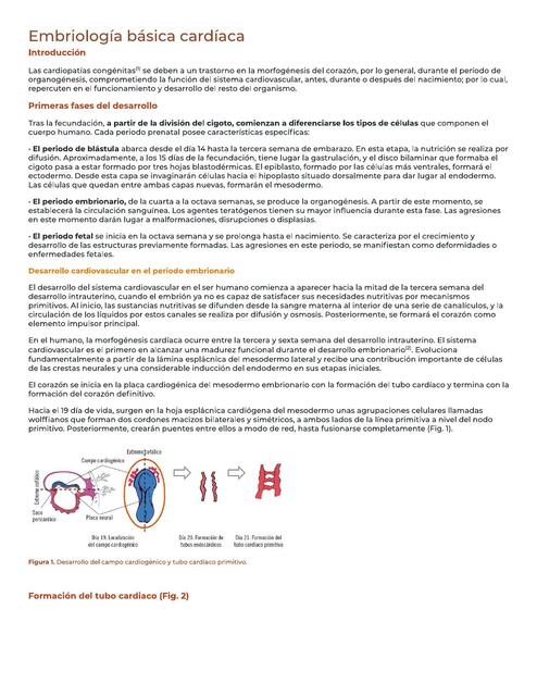 Embriología Básica Cardíaca | Medicina y Farmacia | uDocz