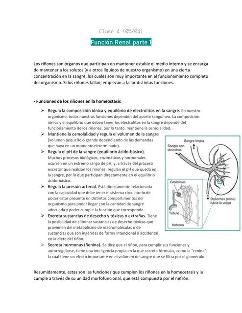 Fisiología Clase 4 Función renal parte 1 | Valentina Sepúlveda | Vida de una Vet | uDocz