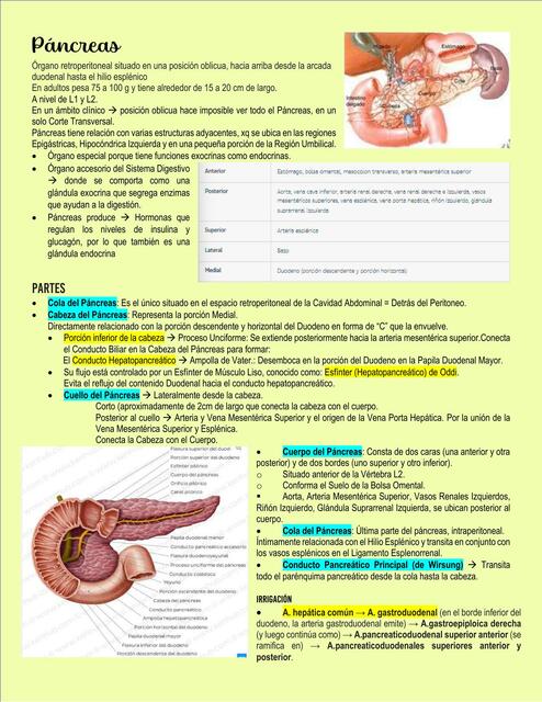ÁNATOMÍA DEL PÁNCREAS | Daniela Ávila García | uDocz