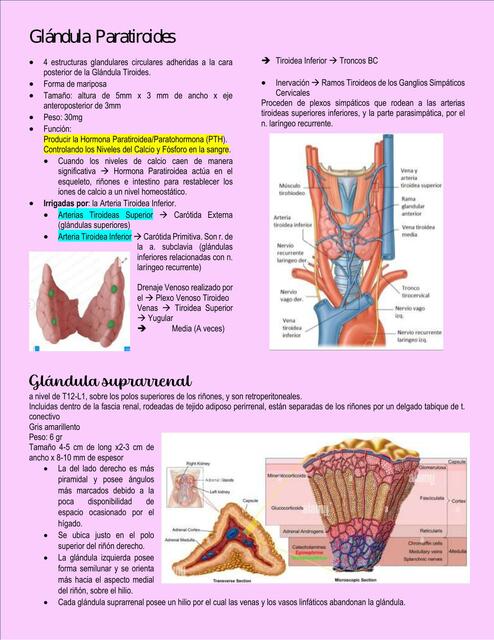 Anatomía de la Glándula paratiroides y suprarrenal | Daniela Ávila ...
