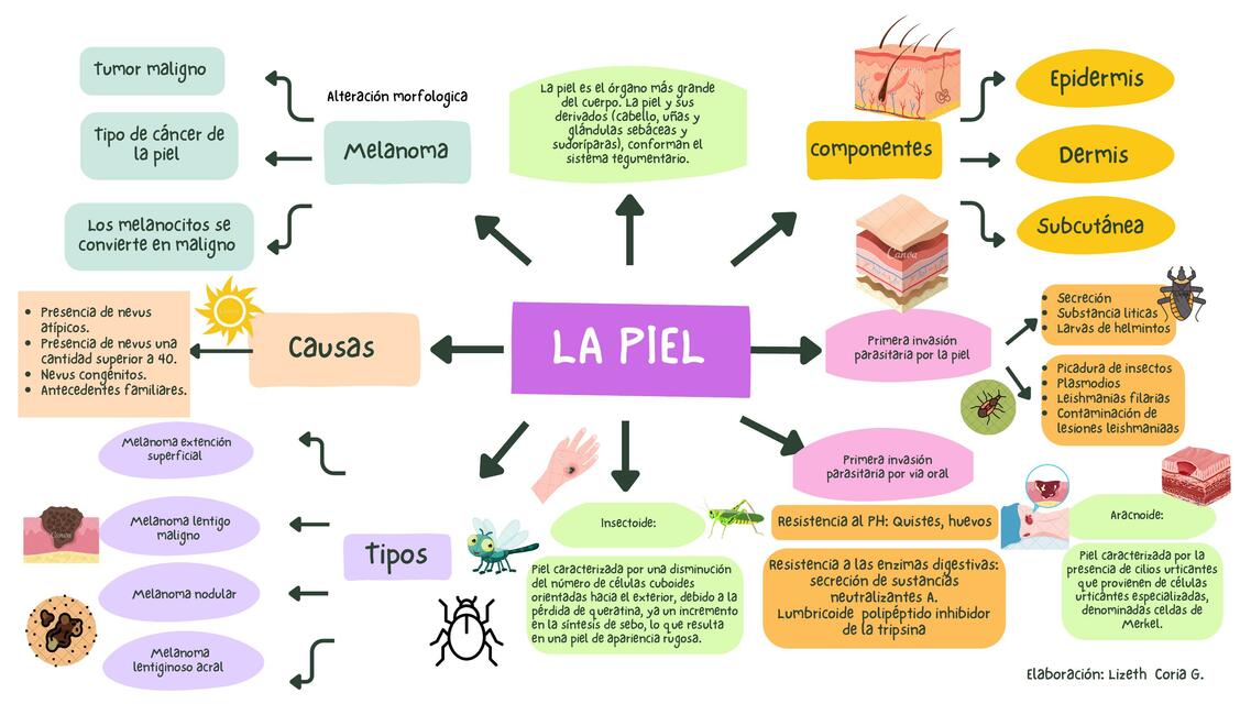 Esquema de piel | LicMed | uDocz