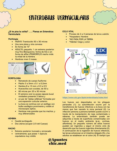 Enterobius Vermicularis | Jessica Alvarez | uDocz