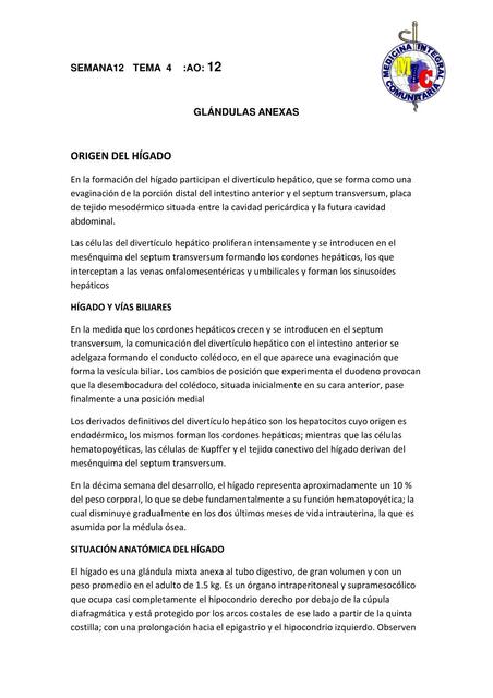 Glándulas Anexas ┃AO12 | Ysaac Garcia | uDocz