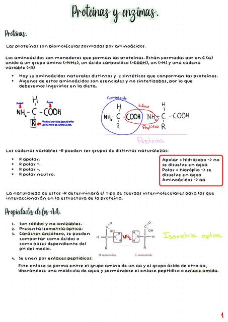 Proteínas y enzimas | Andrea Iturbe | uDocz