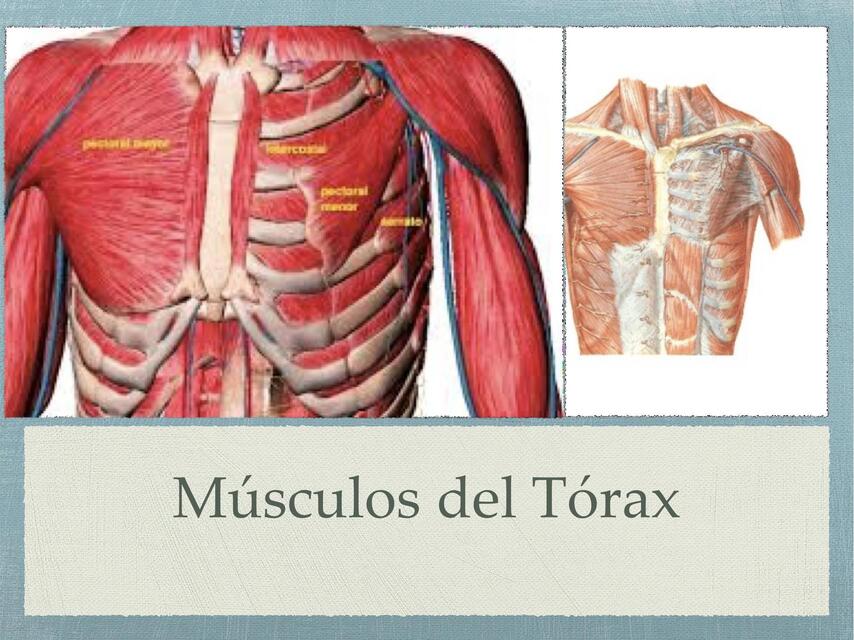 Musculos del torax | Veronica Campos | uDocz