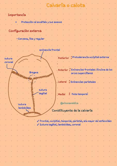 Calvaria o calota | Mizonamédica | uDocz