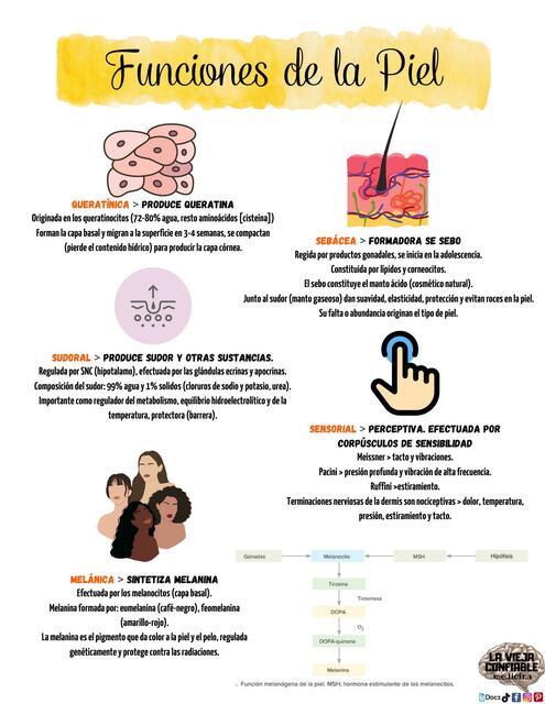 FUNCIONES DE LA PIEL | CEREBROS MEDICOS | uDocz