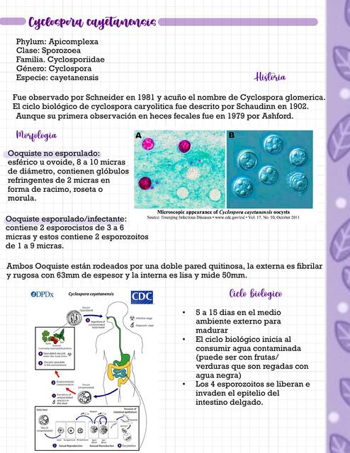 Cyclospora Cayetanensis | Karla | uDocz