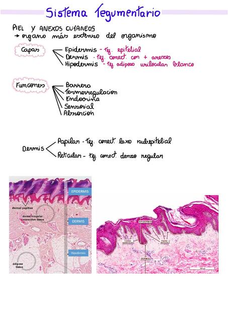 Sistema tegumentario | Memoriza Med | uDocz