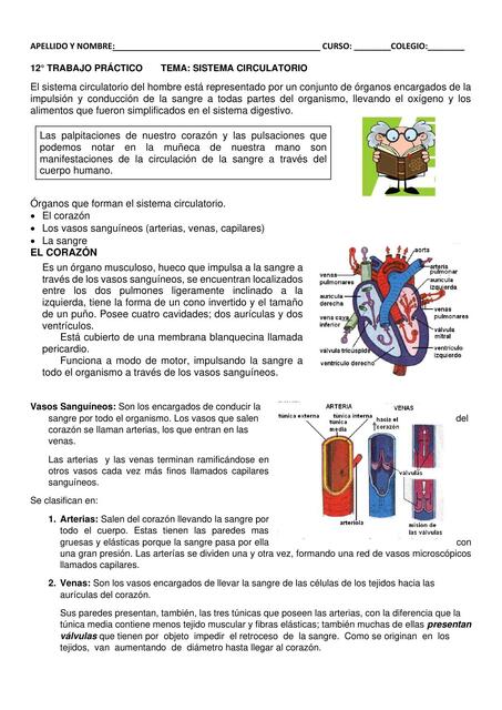 Sistema Circulatorio | Sandra Quintana | uDocz