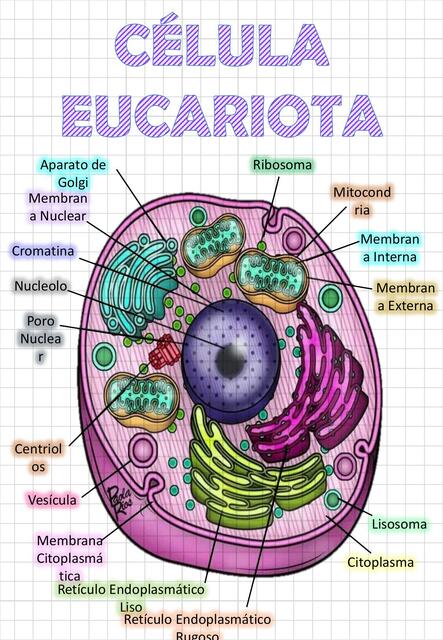 Célula Eucariota | Shireldy Torres Castillo | uDocz
