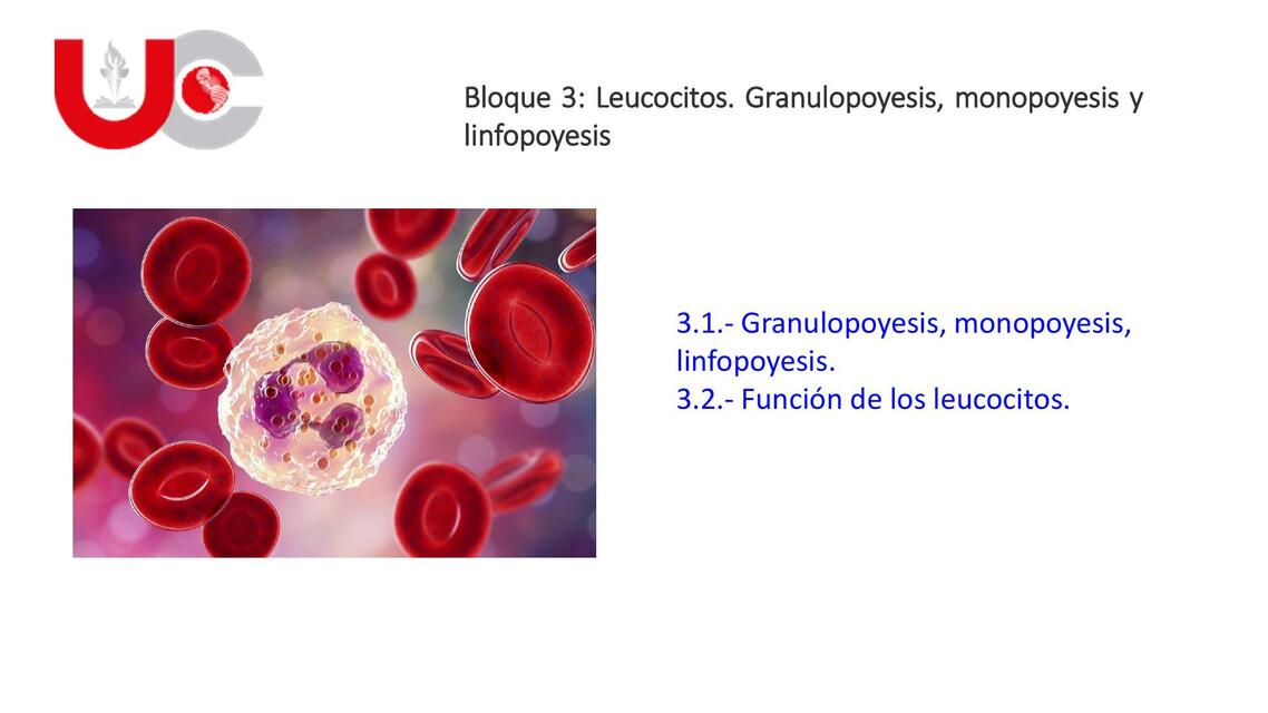 Mielopoyesis | Themovie Nath y rODw | uDocz
