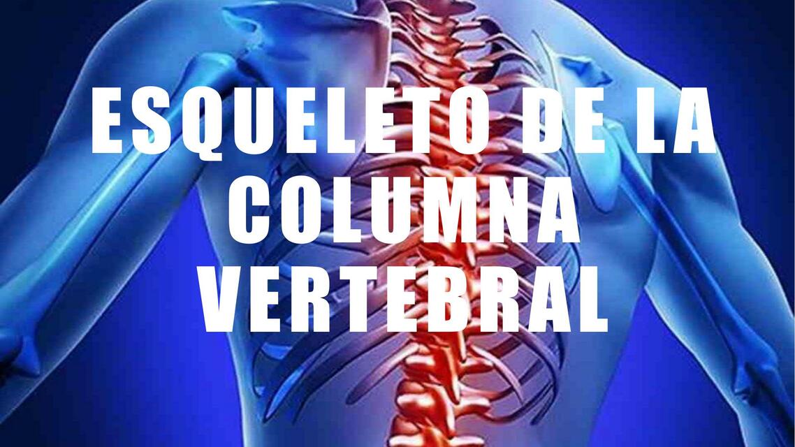 Esqueleto de la Columna Vertebral | Guadalupe | uDocz