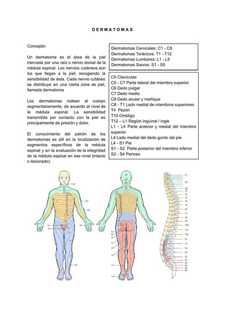 Dermatomas | BRENDA JIMENA ALFARO REYES | uDocz