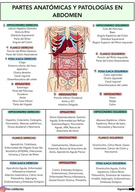 Resúmenes de Patologías de abdomen | Descarga apuntes de Patologías de ...