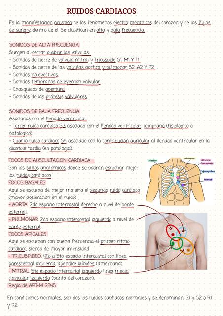 Fisiología del corazón | uDocz