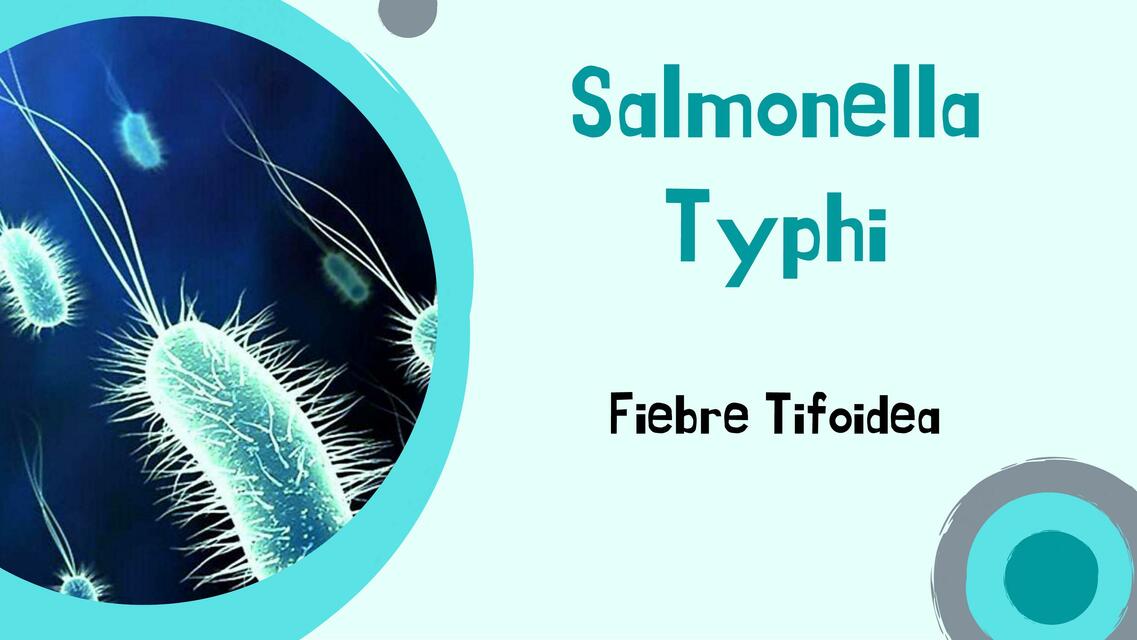 Salmonella Typhi 2 | Marisol | uDocz