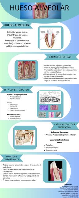 Hueso alveolar | eva maria castillo | uDocz