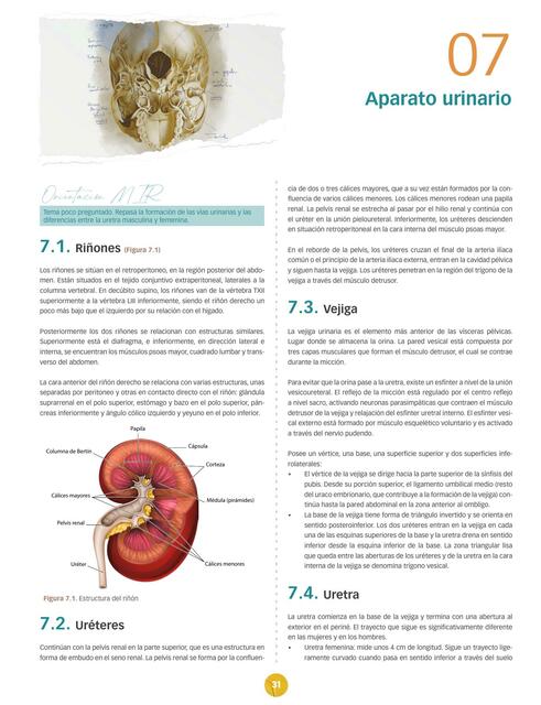 Aparato urinario | Full ciencia | uDocz