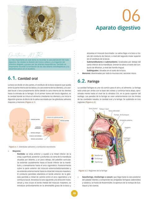 Aparato digestivo | Full ciencia | uDocz